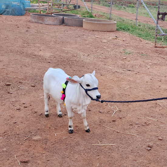Nadipathy Cow Farm